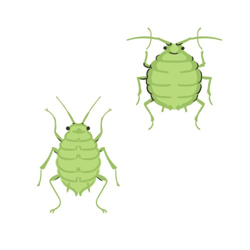 Insect Drawing Vector Images (over 70,000)