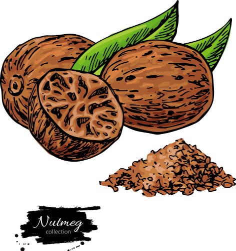 Sesame nut and seed drawing hand drawn Royalty Free Vector