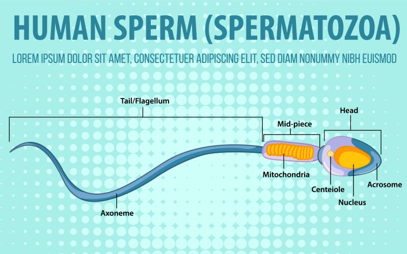 Sperm Human Diagram Vector Images (over 300)