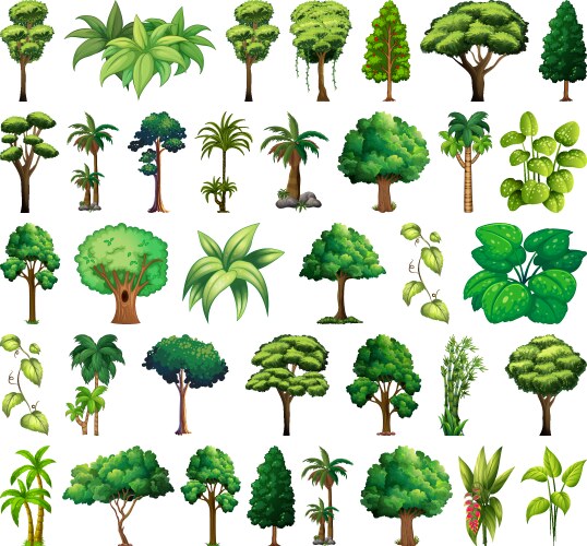 Collection of tropical trees palms and other Vector Image