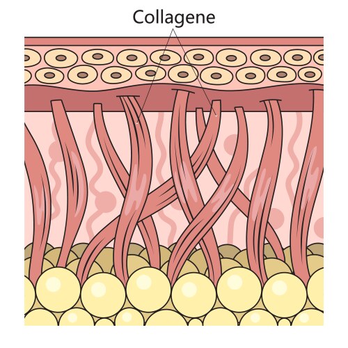 Skin Aging: Collagen Decline Diagram – Royalty-Free Vector | VectorStock