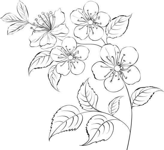 Cherry Blossom Drawing Vector Images (over 6,000)