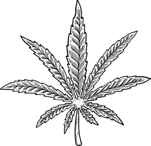Cannabis leaf hand draw vintage clip art isolated Vector Image