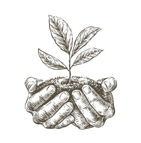 Hands with plant sprout farmer hand holding soil Vector Image