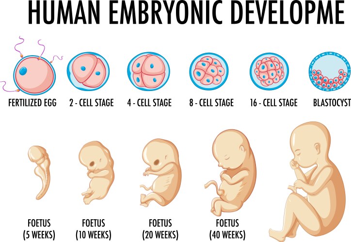 Human embryonic development in infographic Vector Image