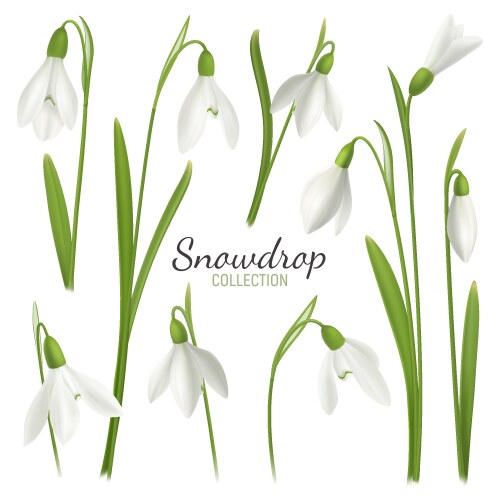 Snowdrop Vector Images (over 4,500)