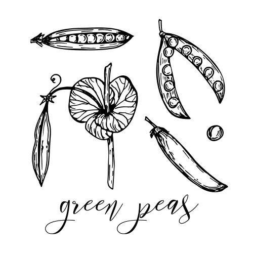 Green peas sketch outline in color simple doodle Vector Image