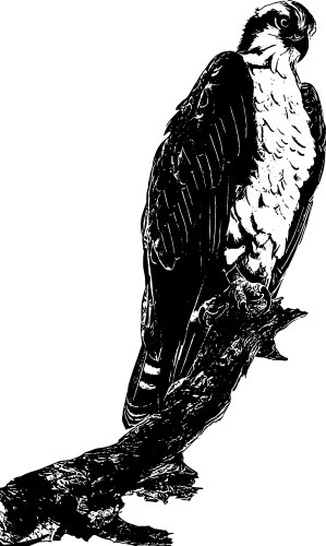 Osprey Vector Images (over 810)