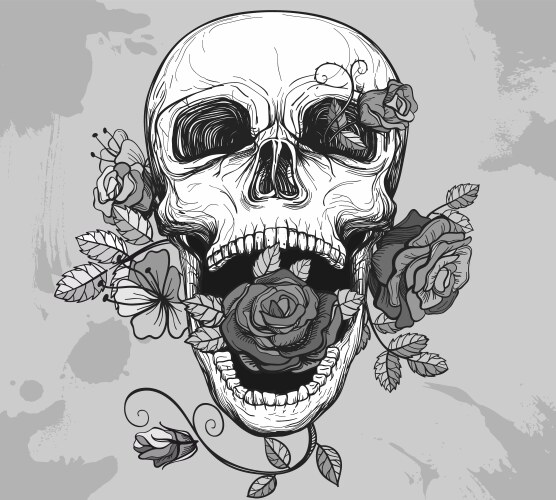 Skull drawing Royalty Free Vector Image - VectorStock