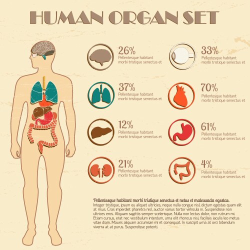 Human organs infographics Royalty Free Vector Image