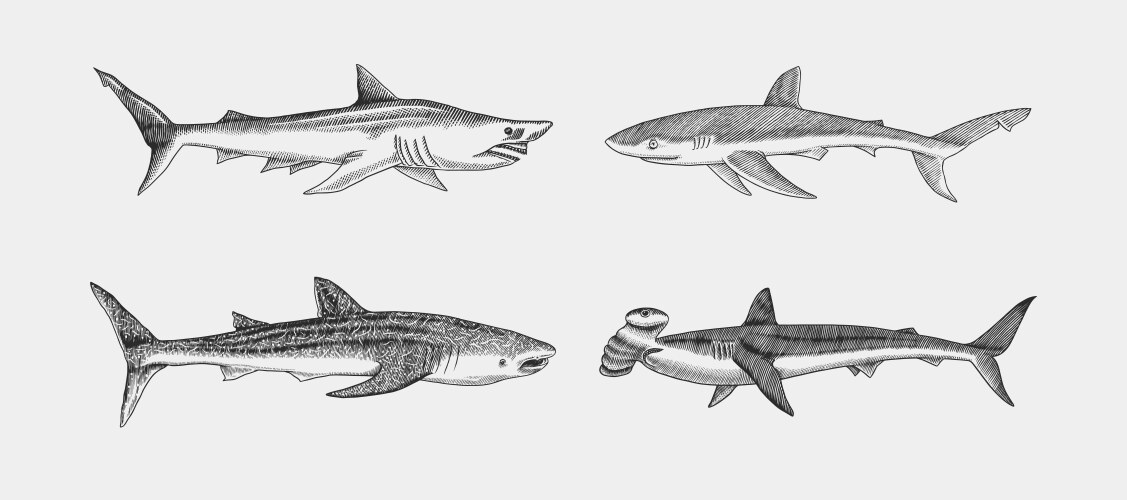 Hammerhead Outline Vector Images (over 180)