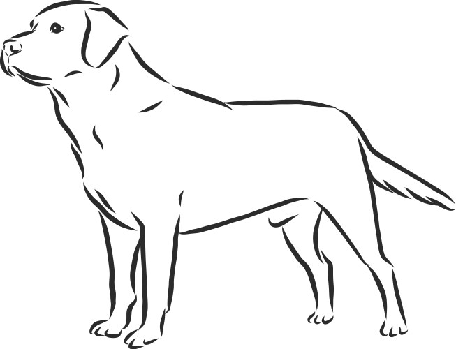 Labrador outline Vector Images & Graphics for Commercial Use | VectorStock