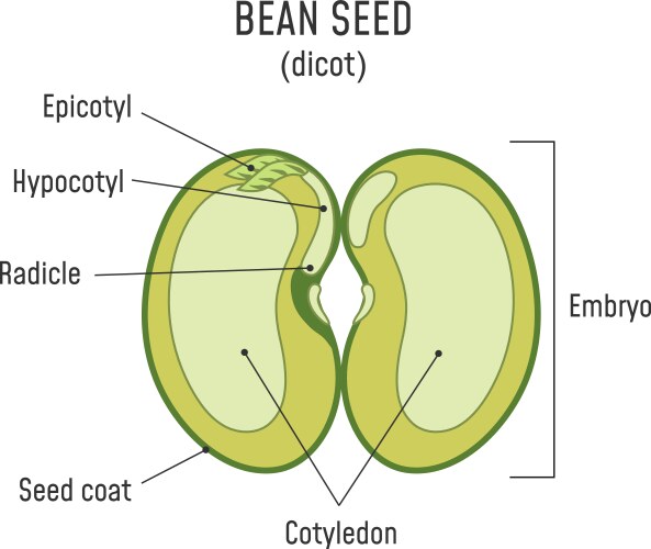 Dicot Seed Anatomy Diagram Royalty Free Vector Image