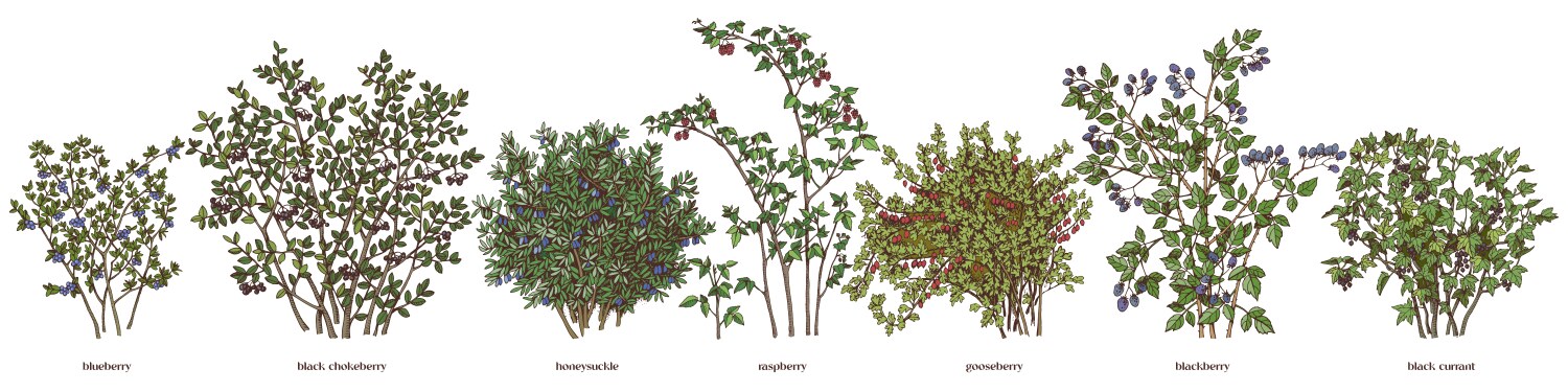 Bushes Vector Images (over 91,000)