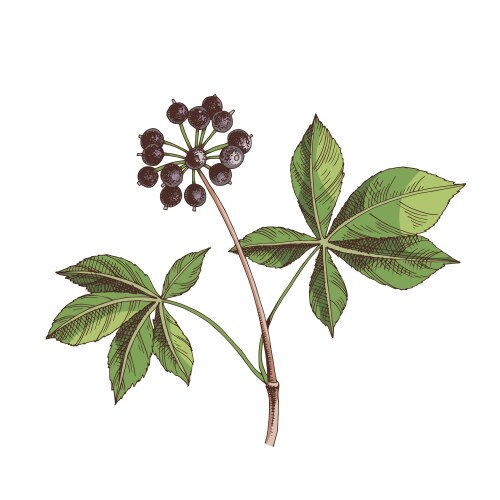 Hand drawn ladys mantle medicinal herb Royalty Free Vector