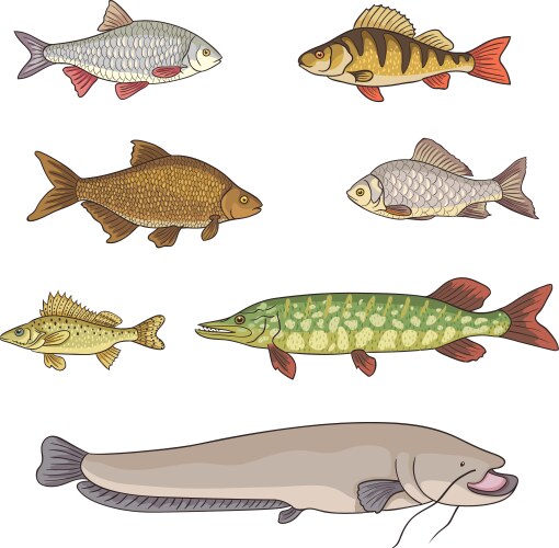 Freshwater Fish Drawing Vector Images (over 3,600)