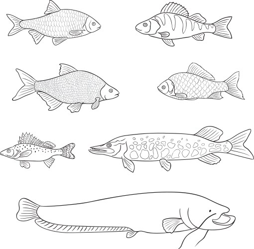 Freshwater Fish Drawing Vector Images (over 3,600)