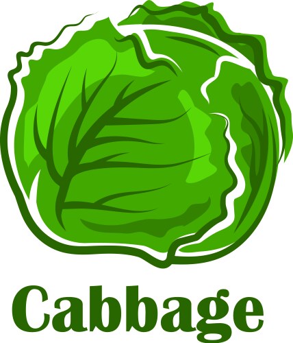 Cabbage Royalty Free Vector Image - VectorStock