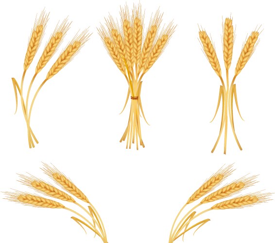 Wheat Vector Images (over 130,000)