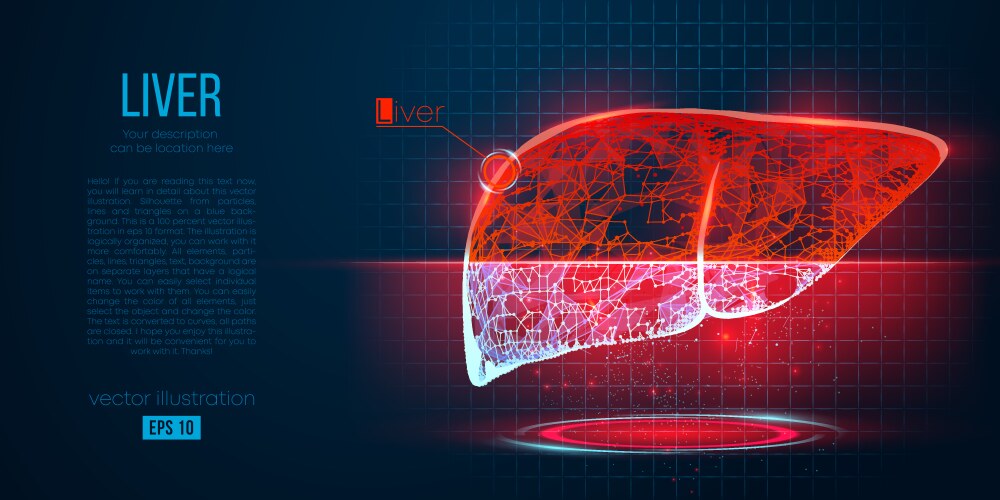 Liver Vector Images (over 24,000)
