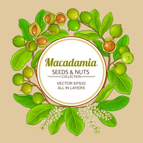 Macadamia branches frame Royalty Free Vector Image