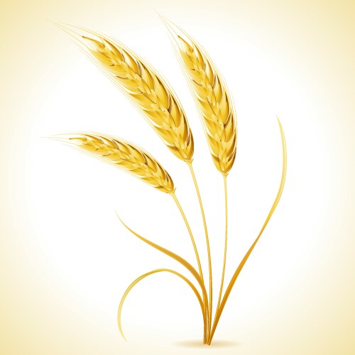 Barley Vector Images (over 37,000)