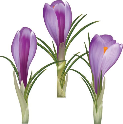 Crocus springtime flowers blooming purple buds Vector Image