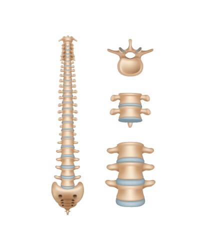 Spine realistic medical of spinal segments Vector Image Spine realistic medical of spinal segments Vector Image