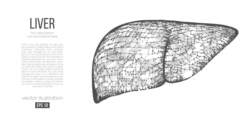 Liver silhouette art Royalty Free Vector Image