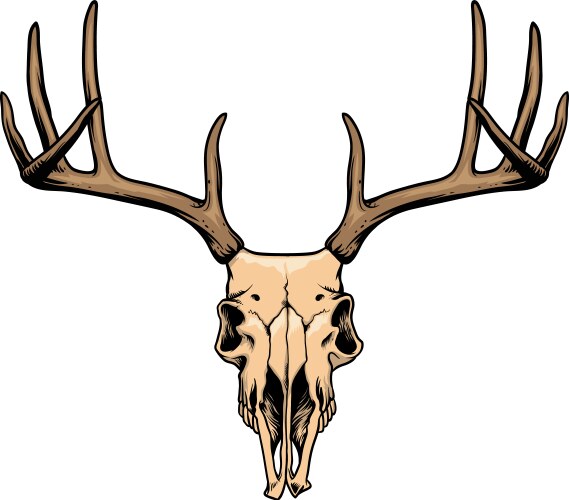 Deer skull Royalty Free Vector Image - VectorStock