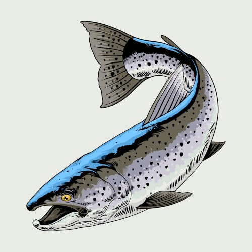 Trout Vector Images (over 12,000)