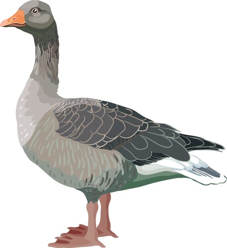 Goose Vector Images (over 30,000)
