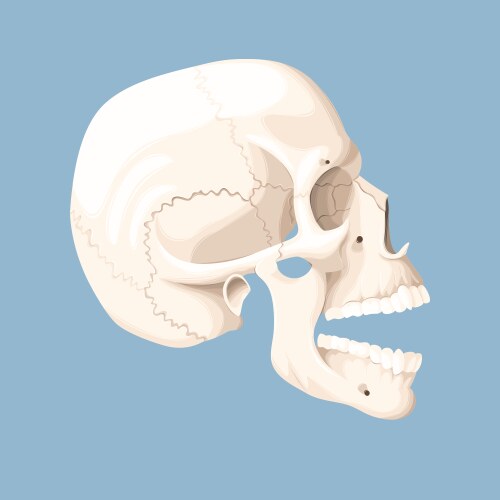 Skull Front Facing Vector Images (over 2,200)