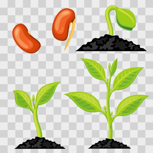 Diagram showing how plant grows from seed to tree Vector Image