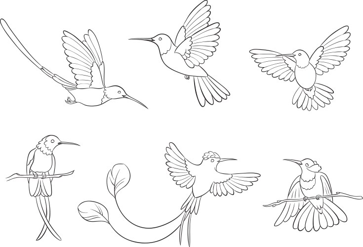 Hummingbird Outline Vector Images (over 2,400)