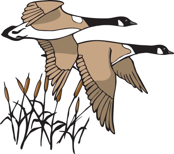 Goose in Flight Vector Images (over 2,000)