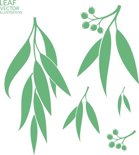 Eucalyptus Vector Images (over 19,000)