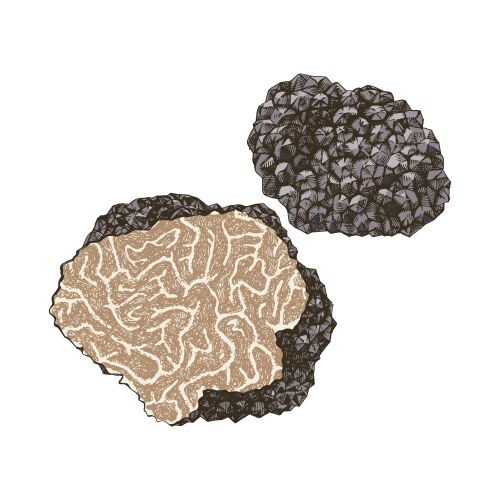 Watercolor hand drawn black truffles isolated eco Vector Image