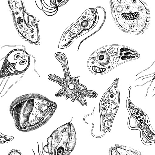 Amoeba protozoa and unicellular protist cells Vector Image