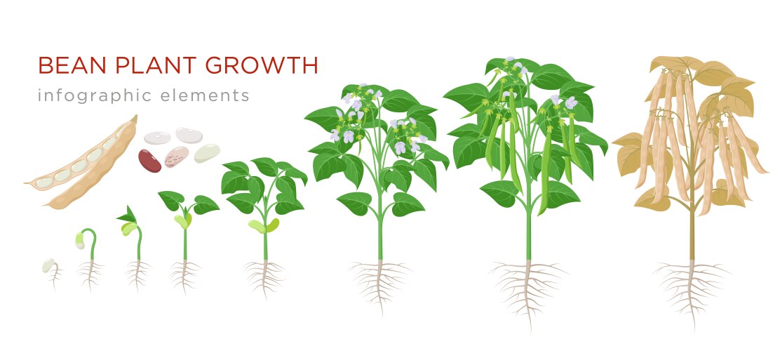 Grapevine growth infographic elements isolated Vector Image