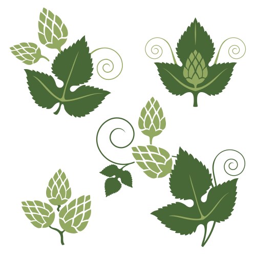 Hop borders and design elements Royalty Free Vector Image