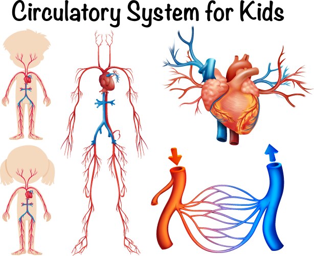 Human Circulatory System Diagram Royalty Free Vector Image