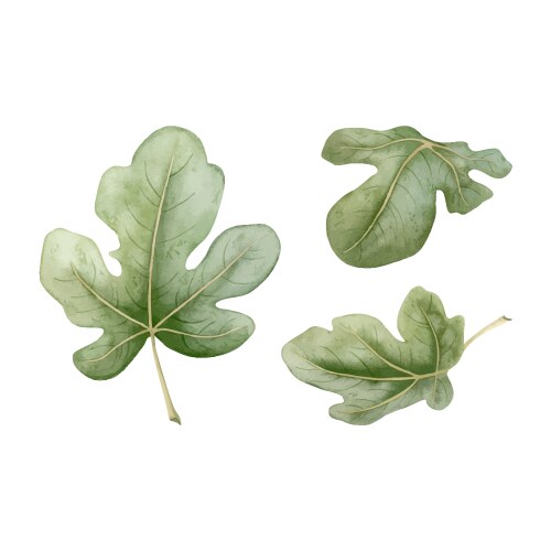 Fig Tree Vector Images (over 1,300)