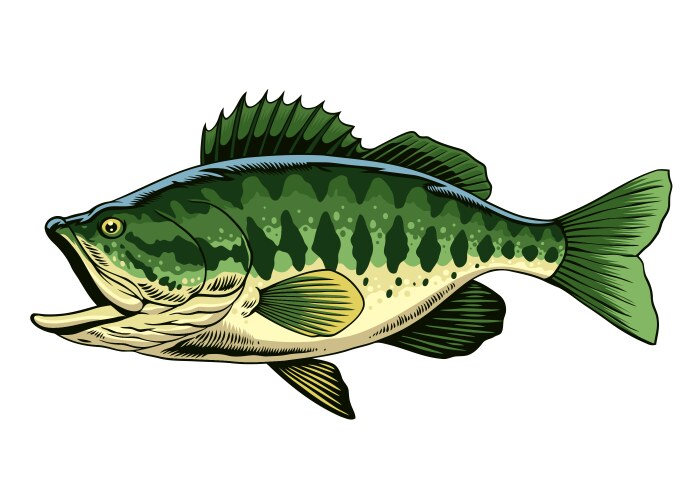 Bass fish colorful concept Royalty Free Vector Image