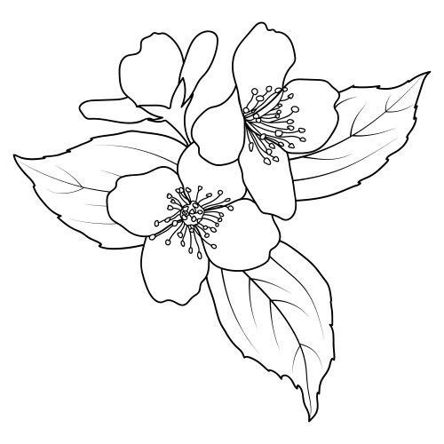 Flower Outline Spring Vector Images (over 78,000)