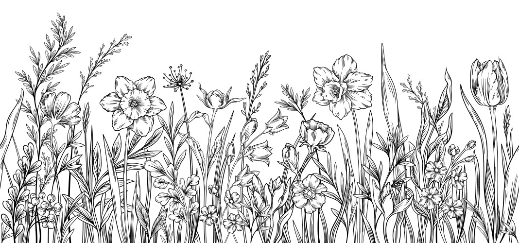 Wildflower Line Drawings