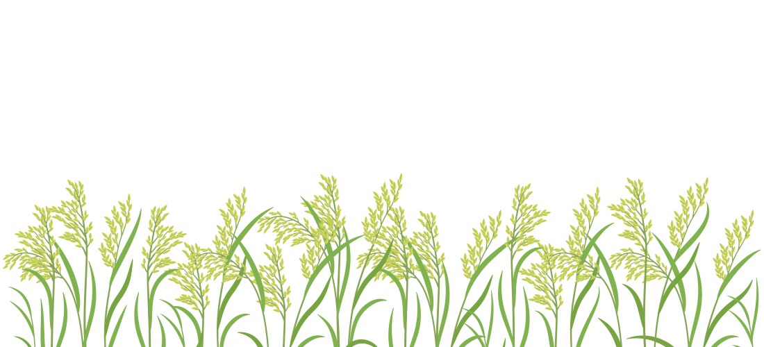 Rice plant growth stages cereal grain ripening Vector Image