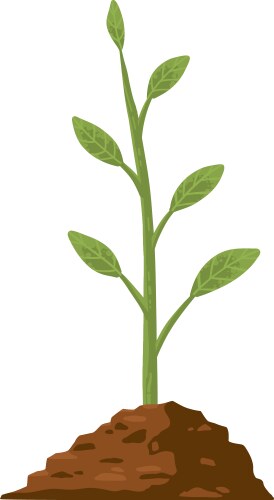Tree grow plant growth from seed to sapling Vector Image