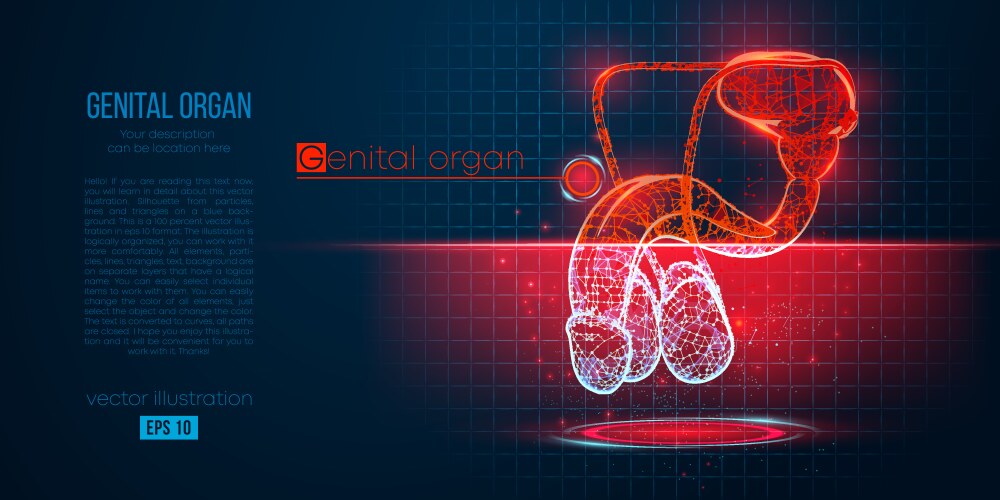 Male Reproductive Testes Diagram Vector Images (over 100)