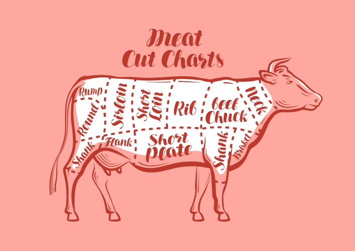 Beef cuts chart cow meat cutting diagram Vector Image